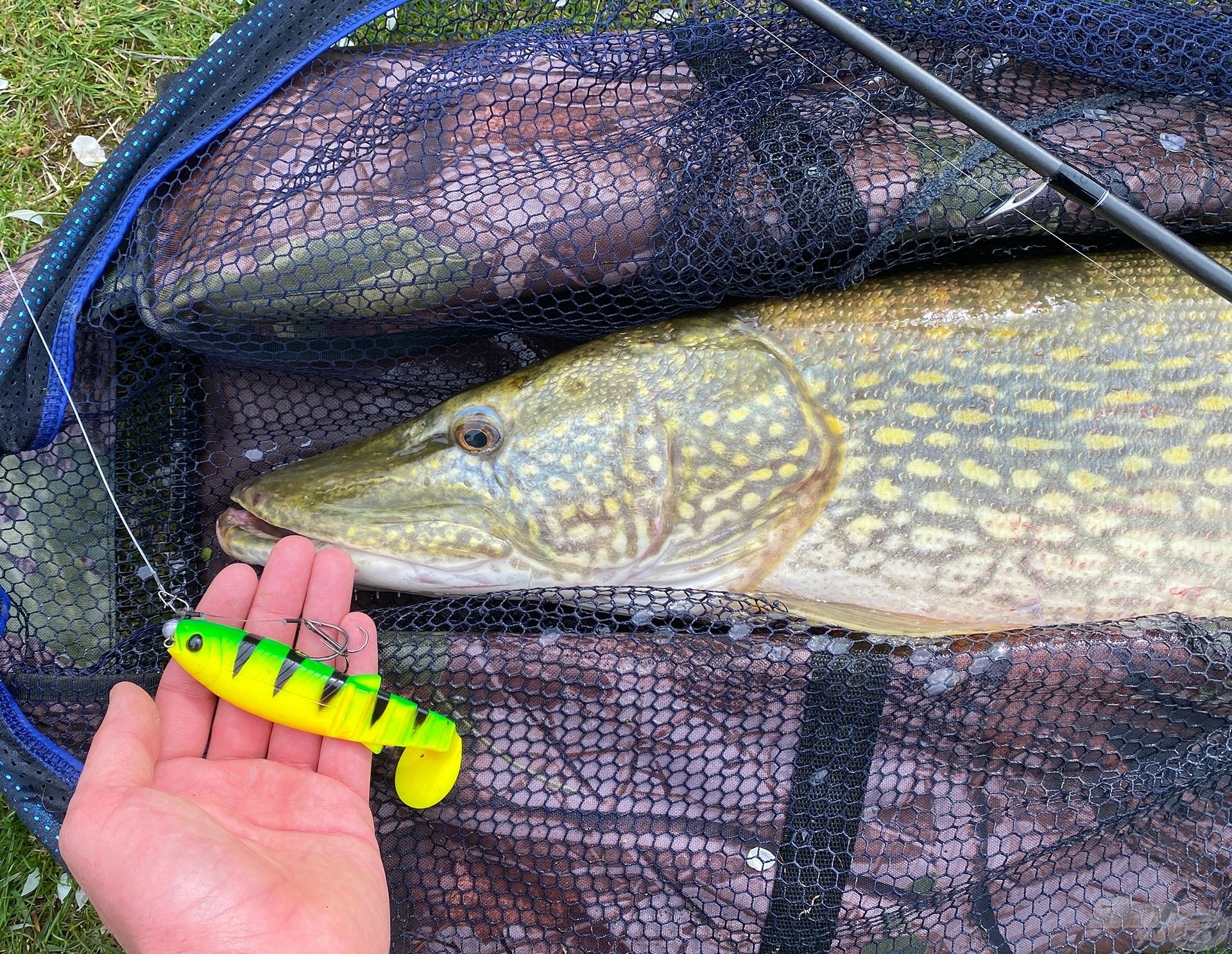 SAVAGE GEAR Cannibal Shad 15 cm - Golden Ambulance 1 db - Haldorádó ...